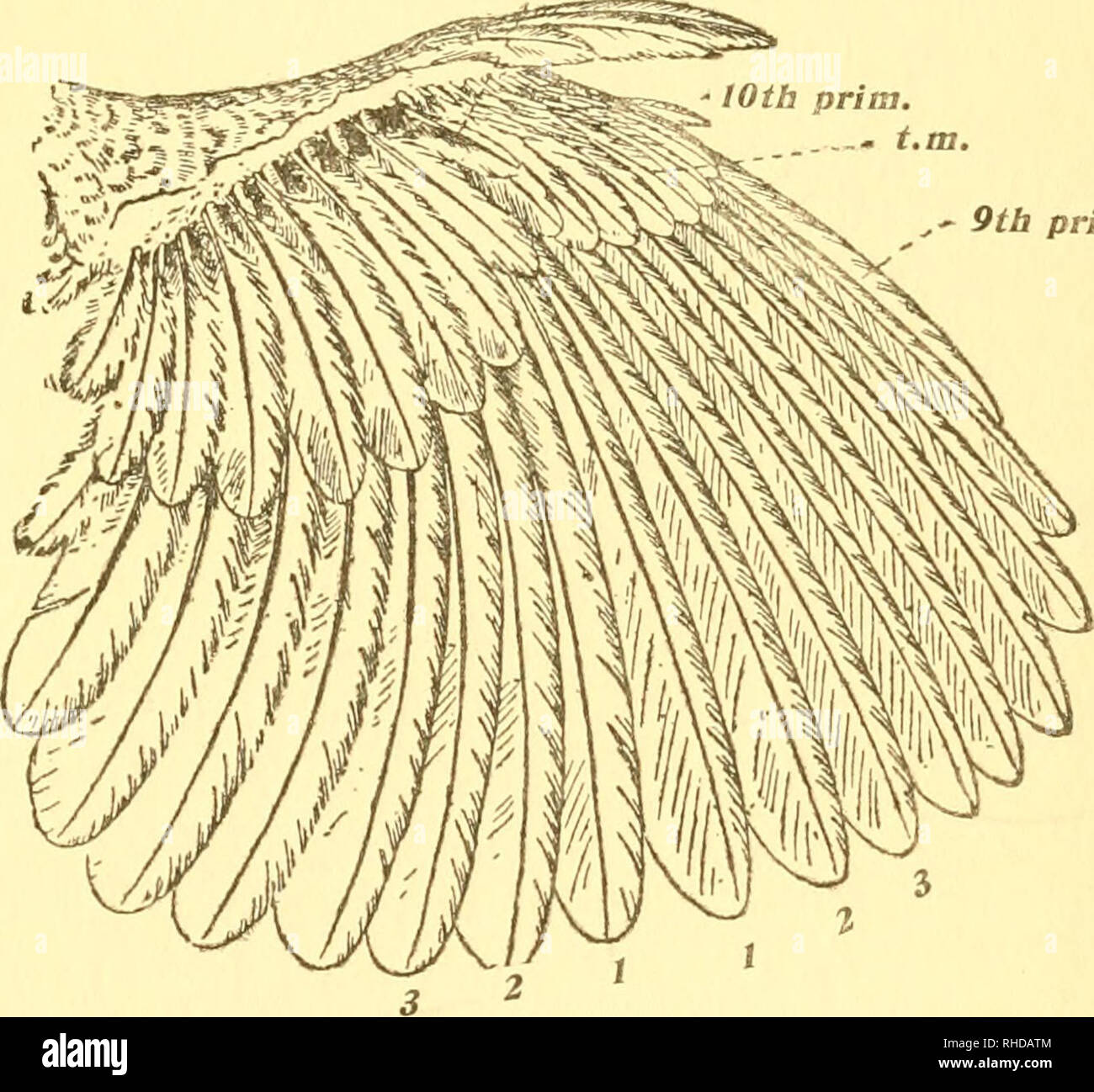 bird wing bones folded