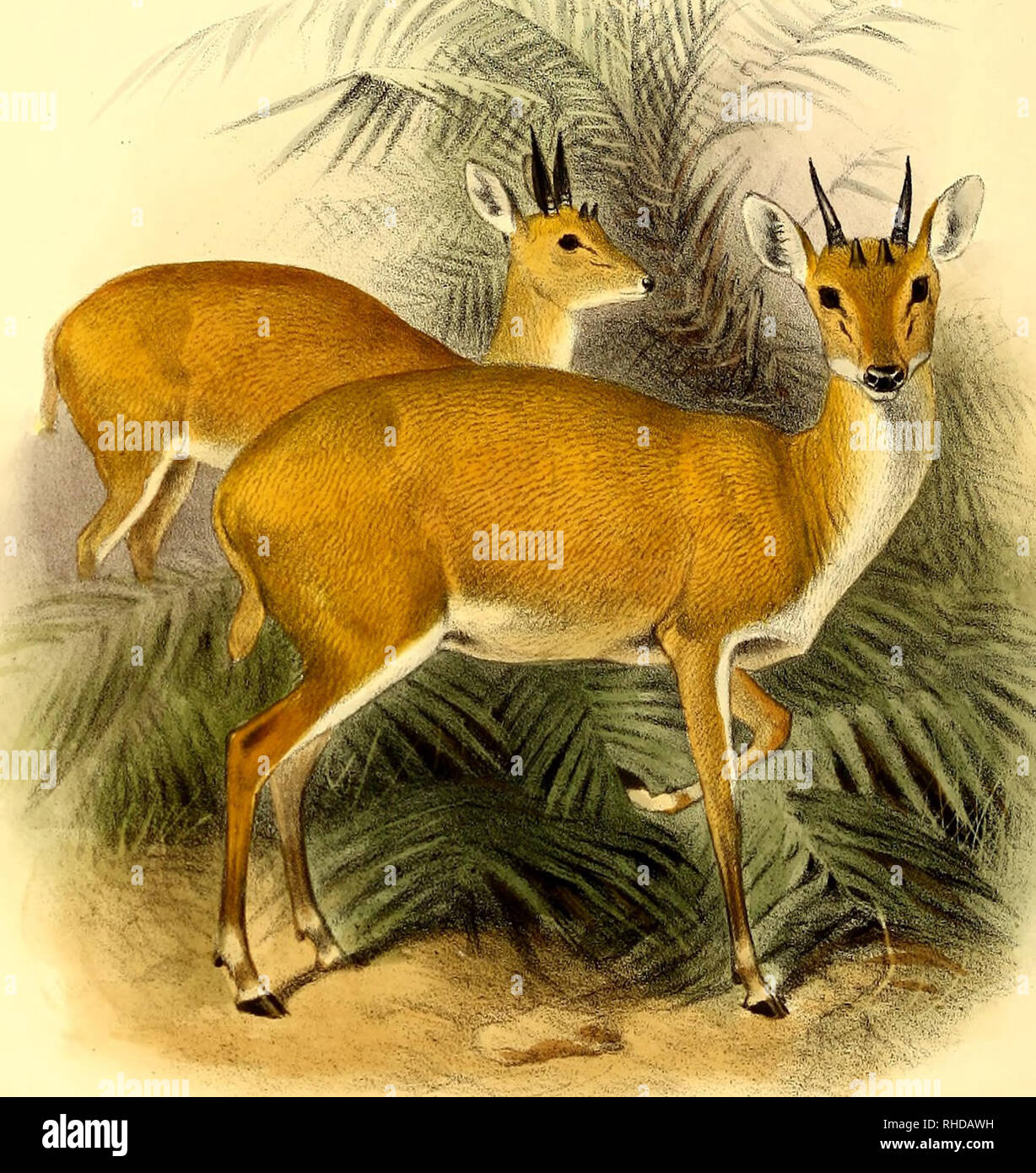 Philip lutley sclater hi-res stock photography and images - Alamy