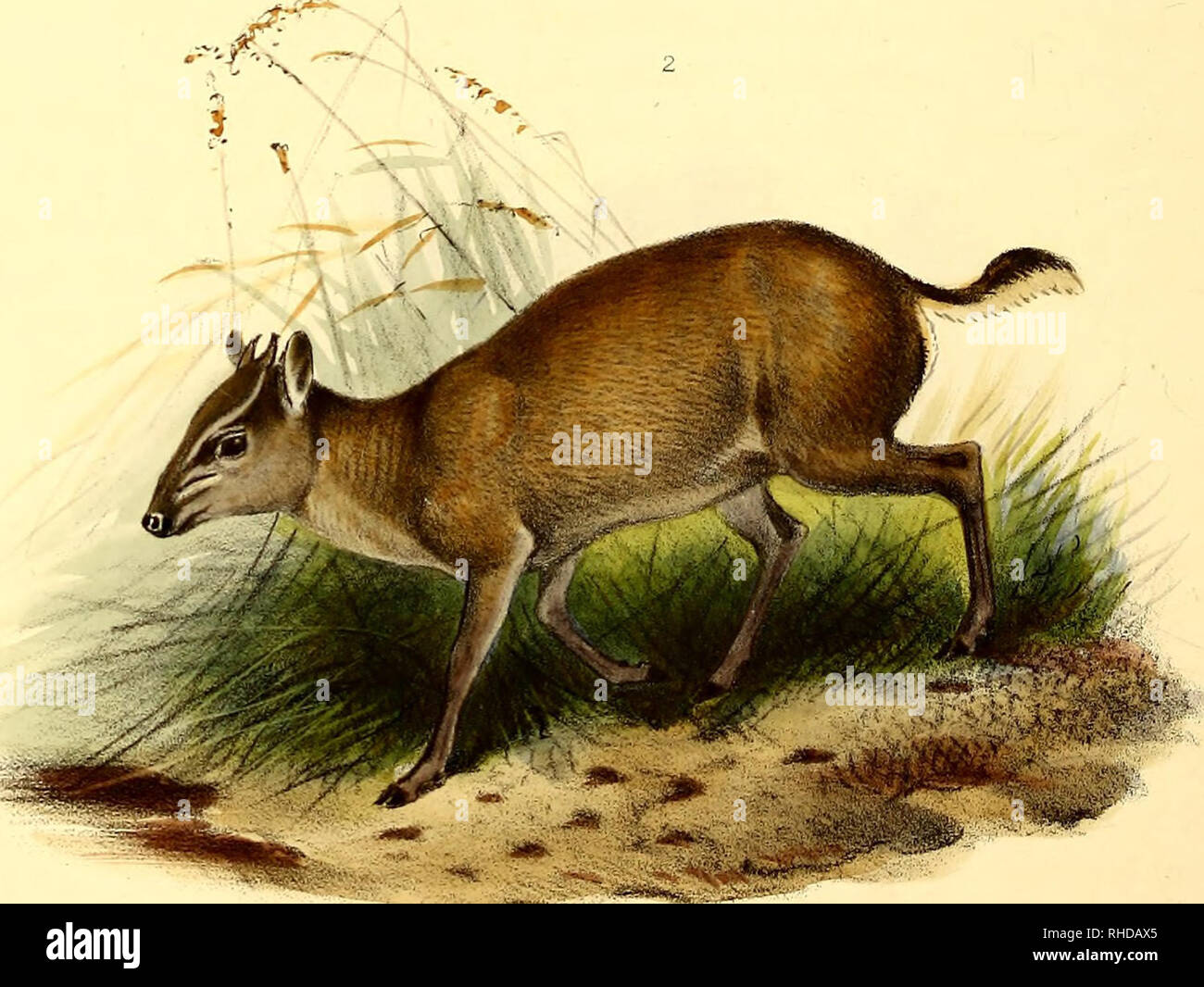 Philip lutley sclater hi-res stock photography and images - Alamy
