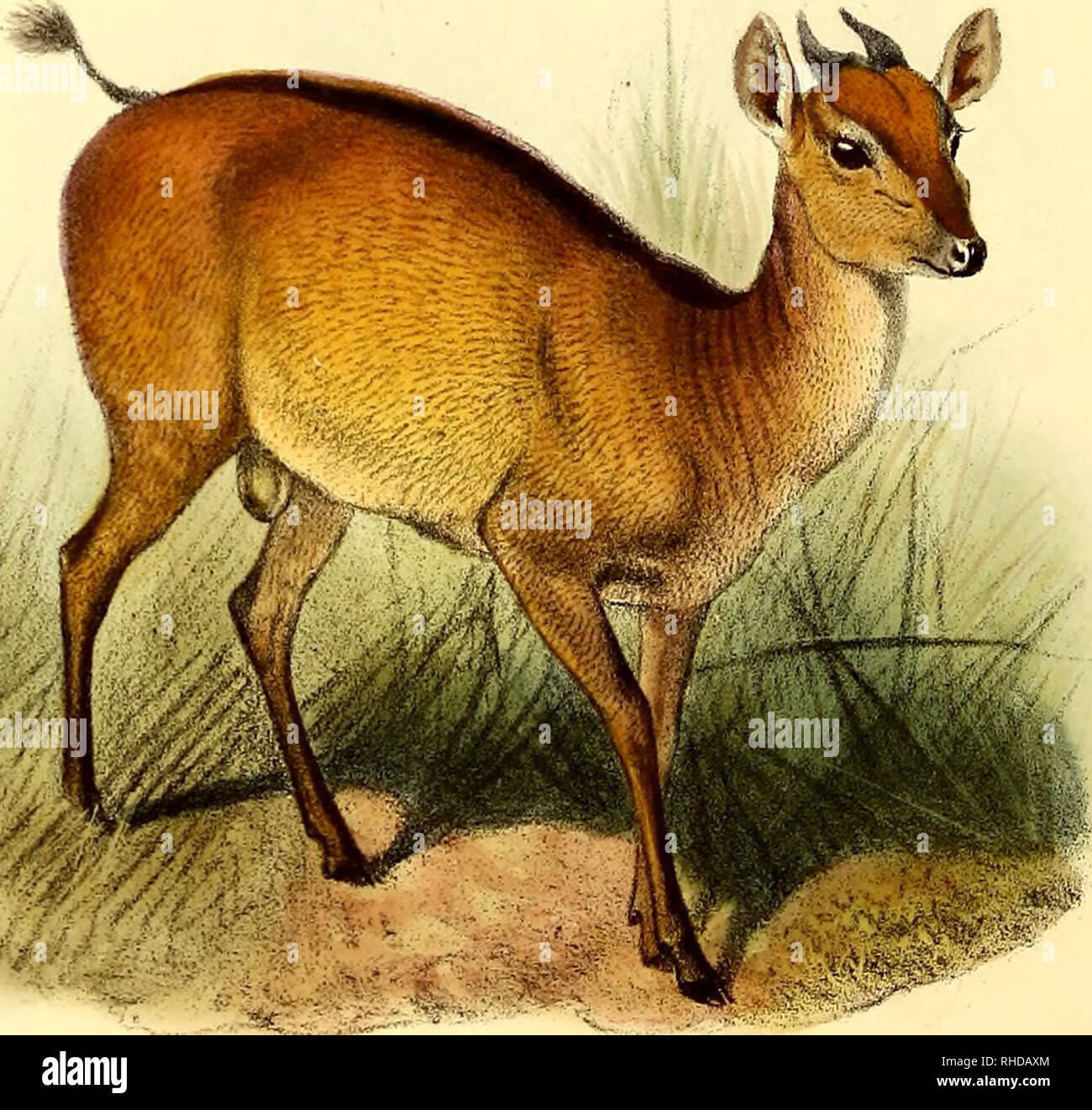 Duiker black fronted hi-res stock photography and images - Alamy
