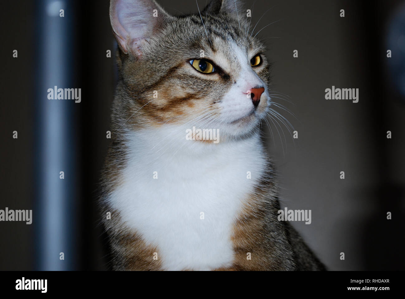 Wide eye cat hi-res stock photography and images - Alamy