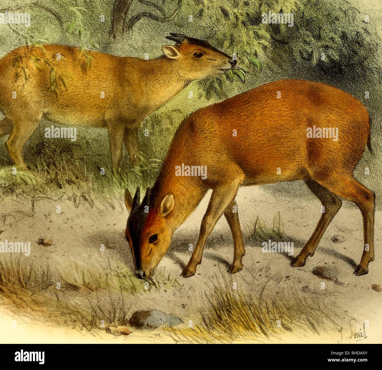 Philip lutley sclater hi-res stock photography and images - Alamy