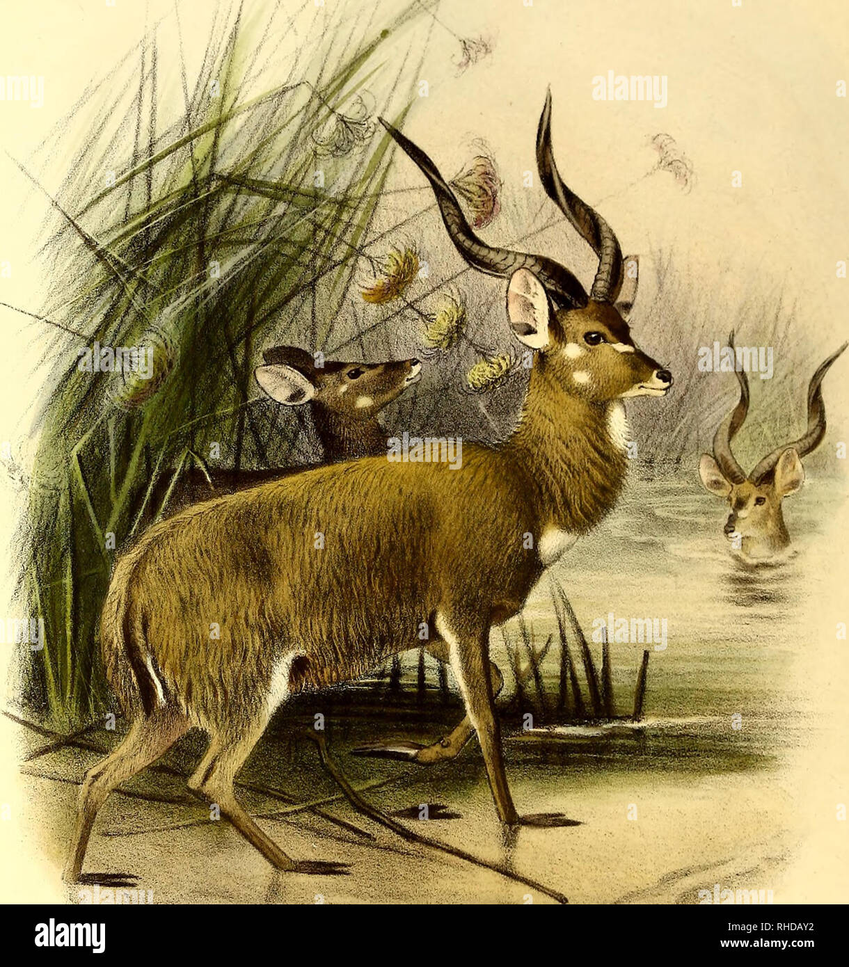 Philip lutley sclater hi-res stock photography and images - Alamy