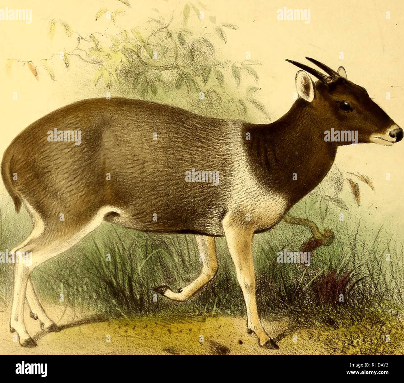 Philip lutley sclater hi-res stock photography and images - Alamy