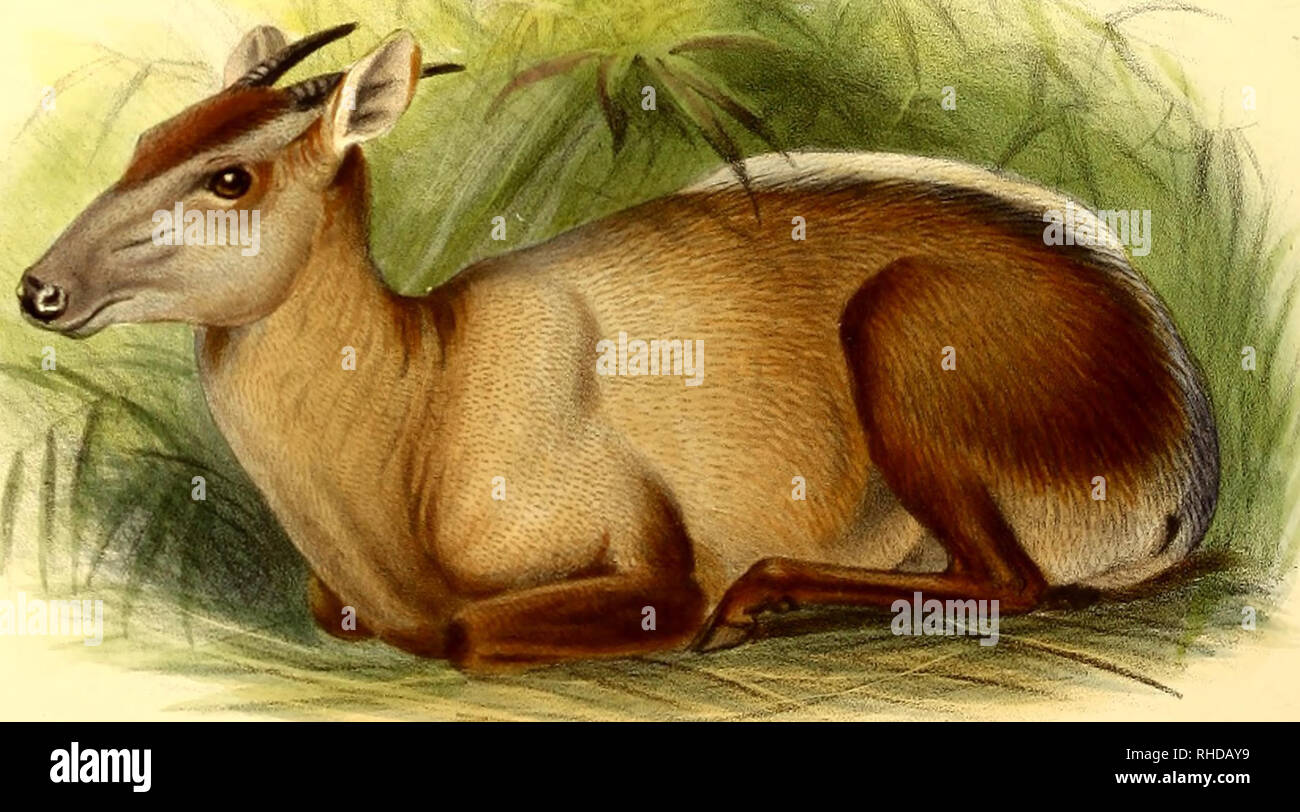 Philip lutley sclater hi-res stock photography and images - Alamy