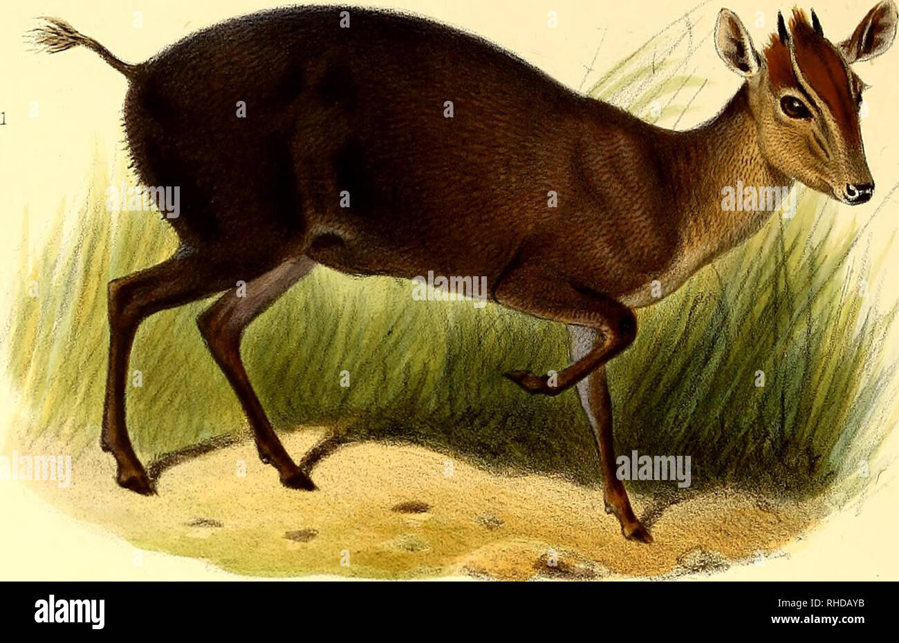 Philip lutley sclater hi-res stock photography and images - Alamy