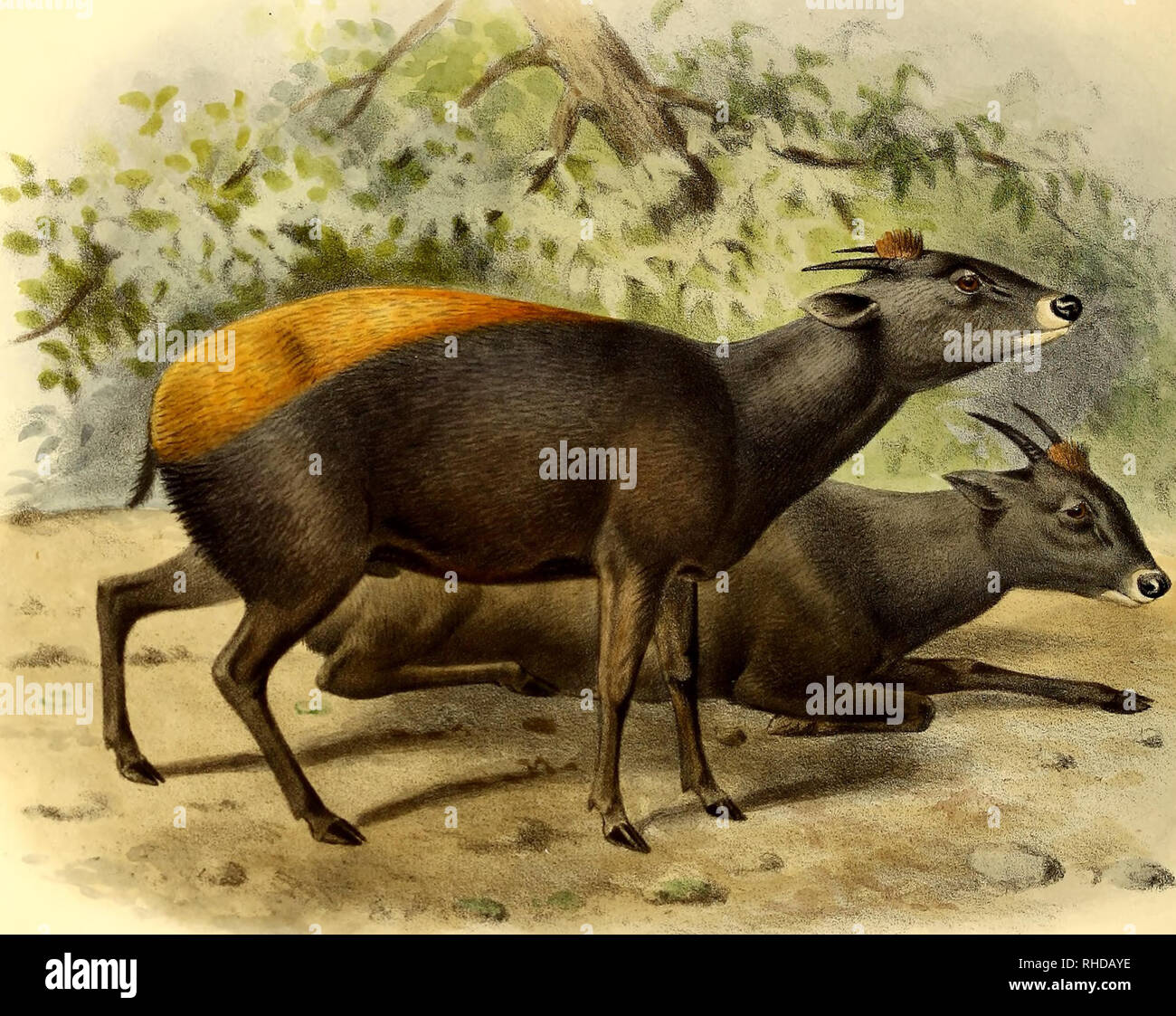 Philip lutley sclater hi-res stock photography and images - Alamy