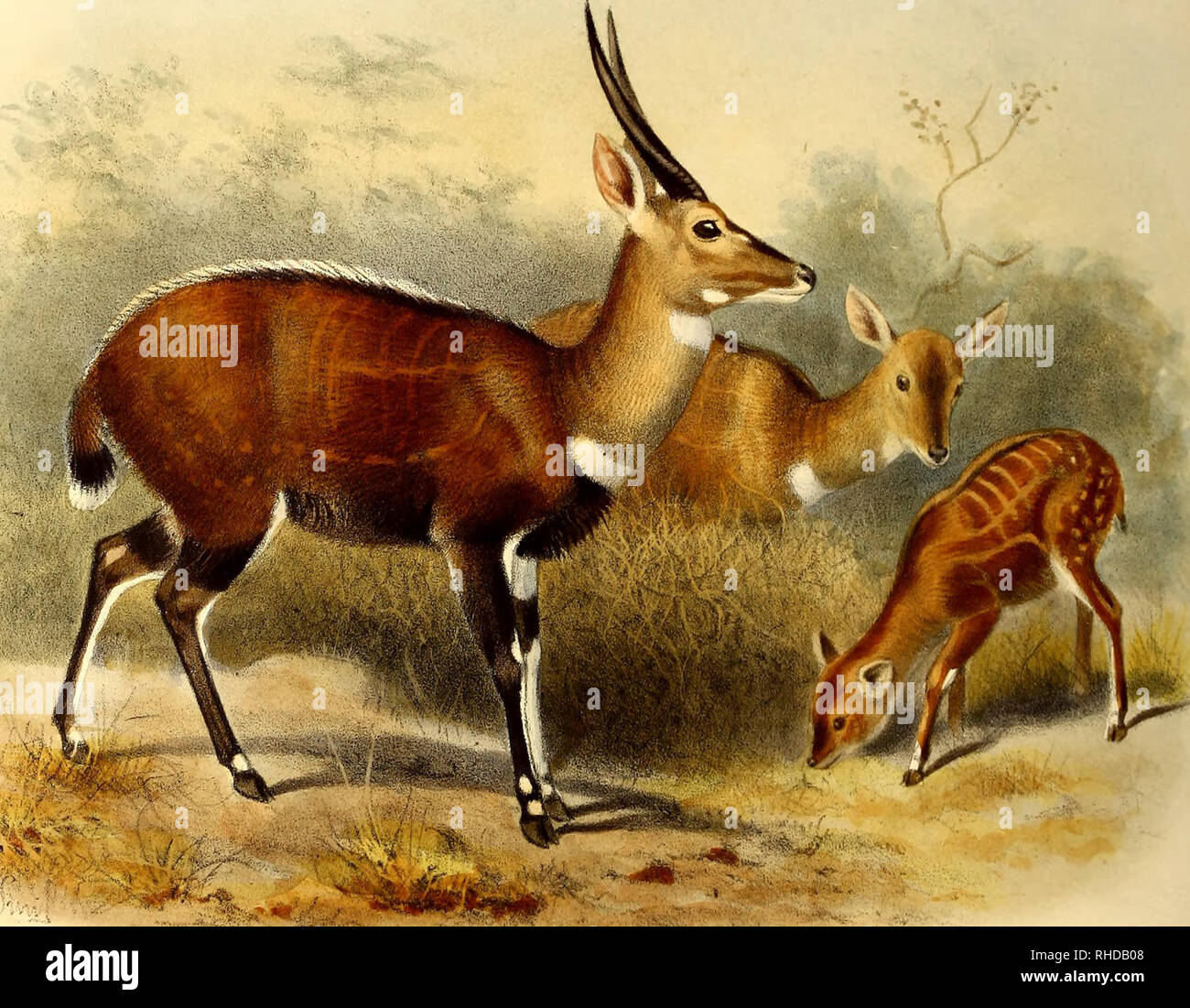 Philip lutley sclater hi-res stock photography and images - Alamy