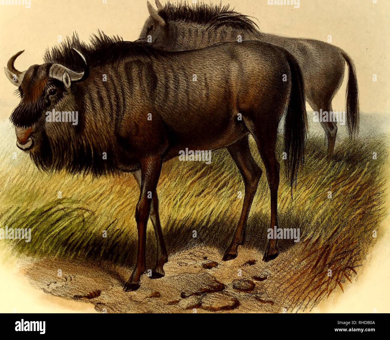 Philip lutley sclater hi-res stock photography and images - Alamy