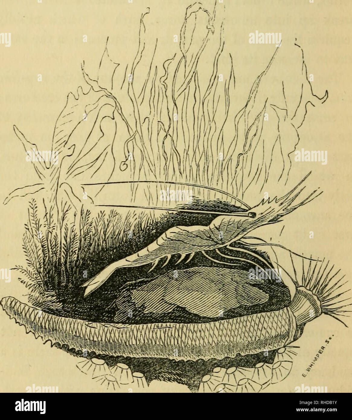 Enteromorpha compressa hi-res stock photography and images - Alamy