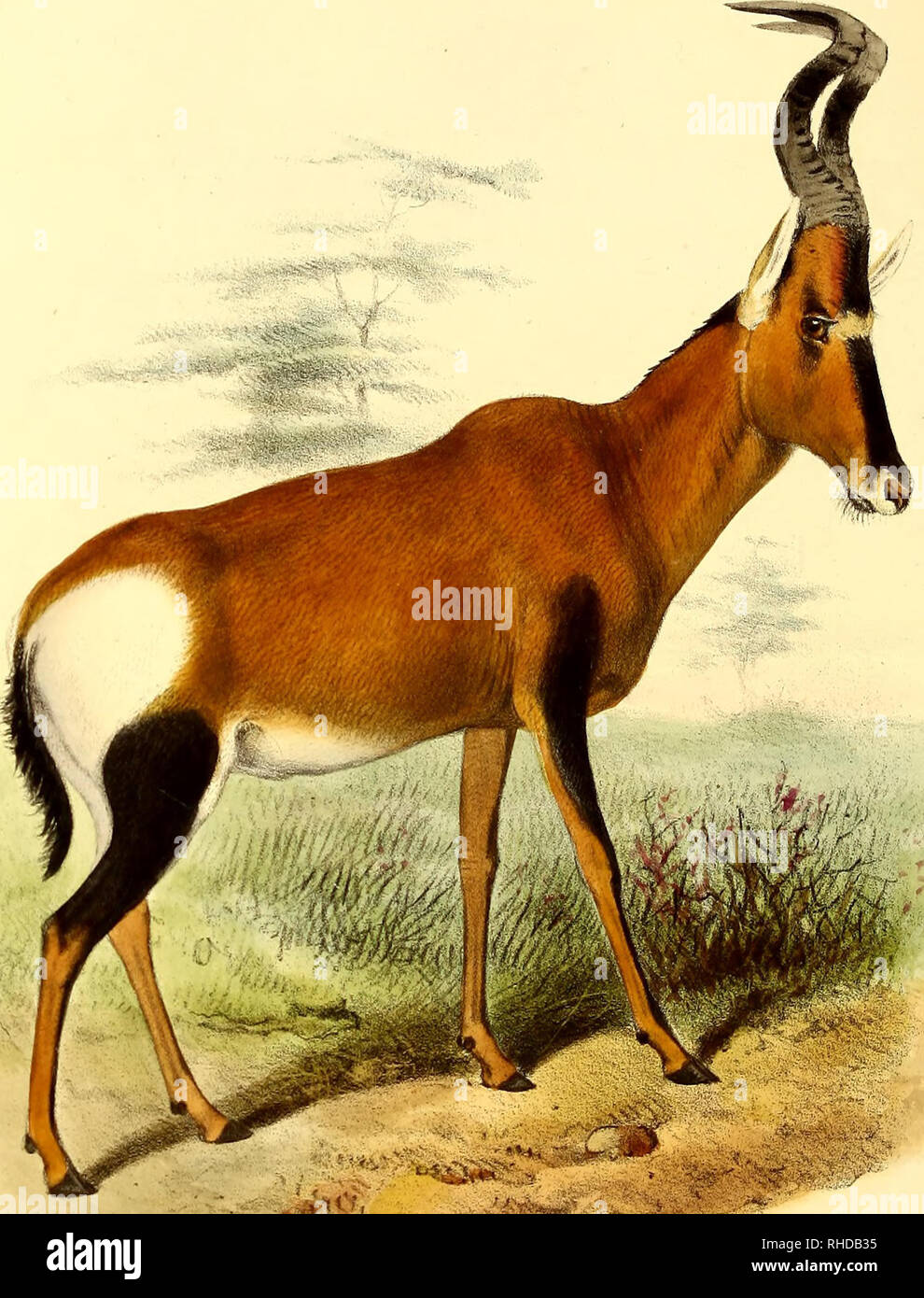 Philip lutley sclater hi-res stock photography and images - Alamy