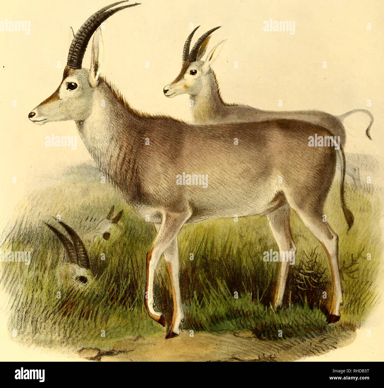 Philip lutley sclater hi-res stock photography and images - Alamy