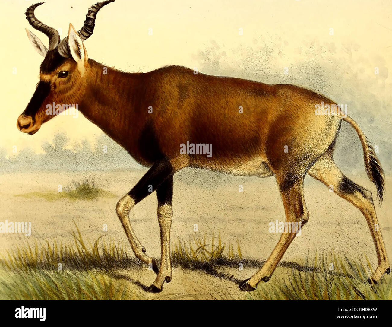 Philip lutley sclater hi-res stock photography and images - Alamy