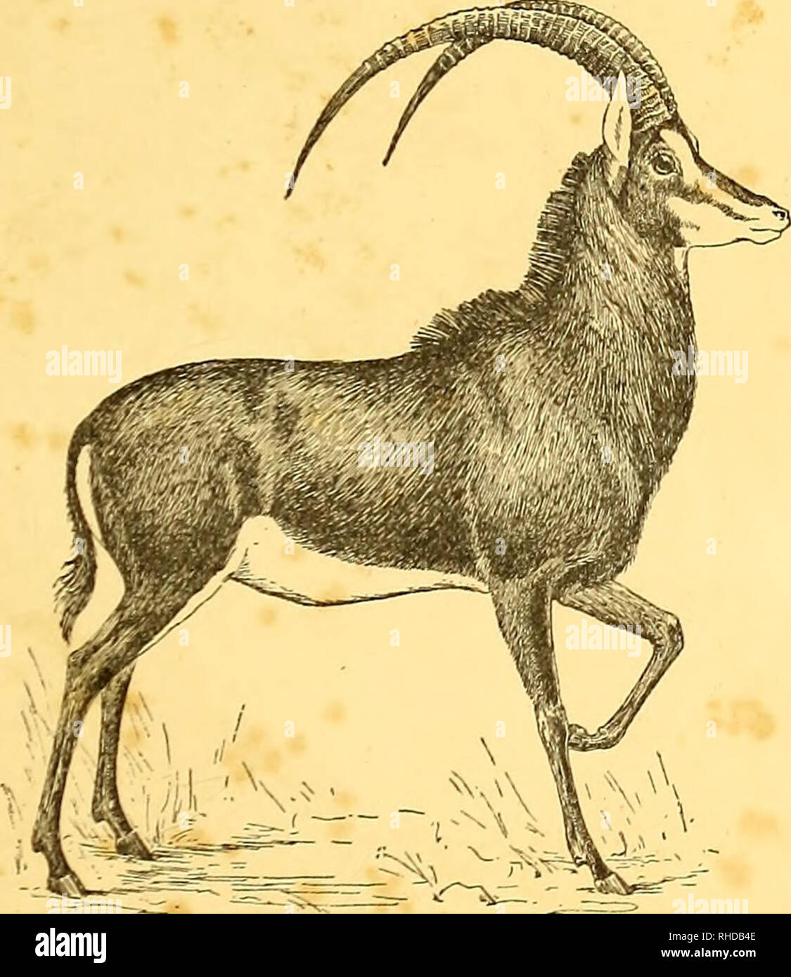 Philip lutley sclater hi-res stock photography and images - Alamy