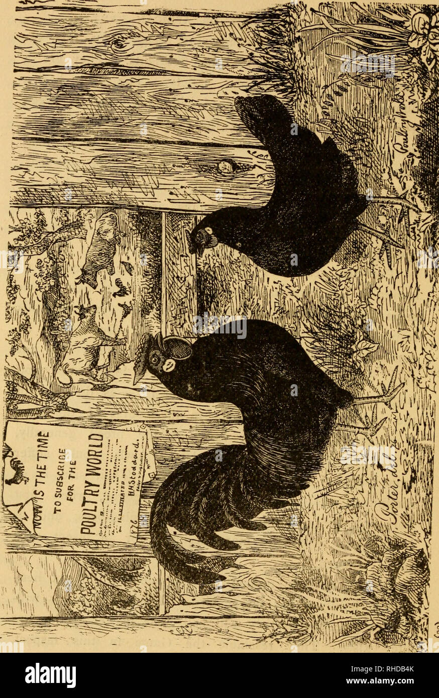 . The book of the bantams : a brief treatise upon the mating, rearing ...