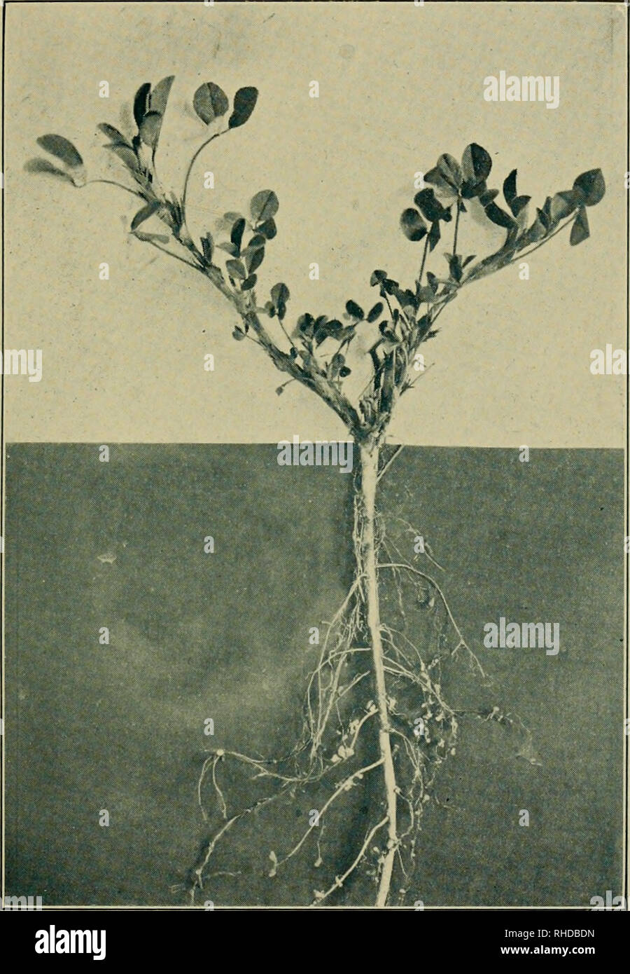 . The book of alfalfa; history, cultivation and merits. Its uses as a ...