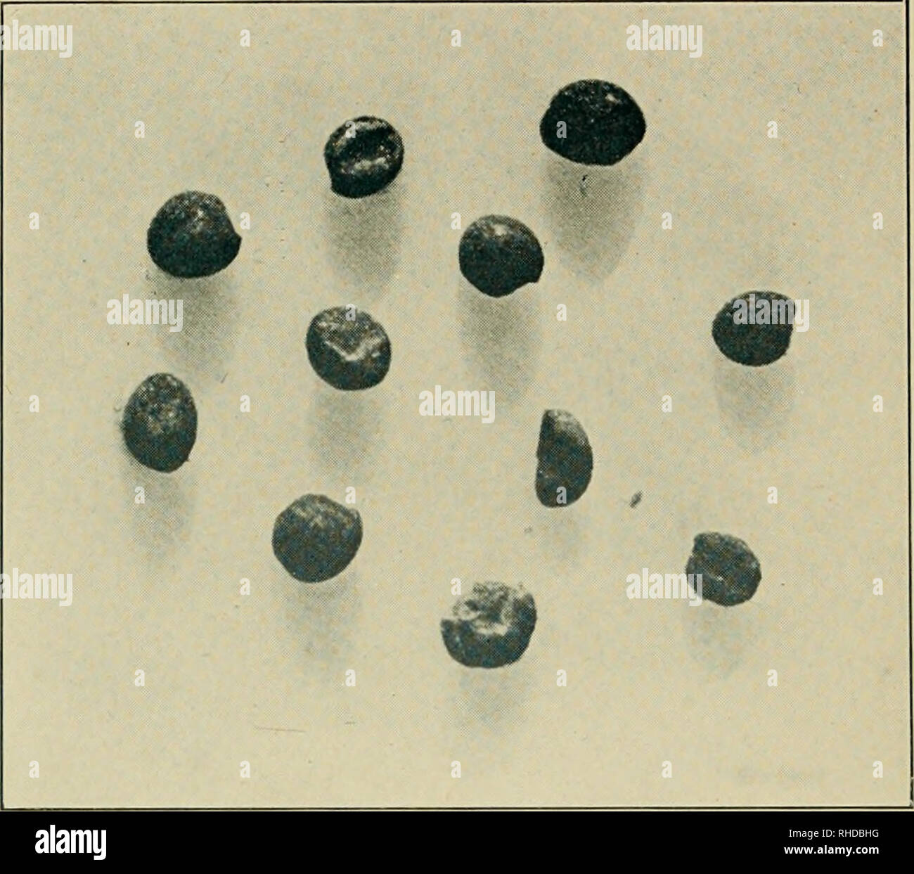 Alfalfa dodder hi-res stock photography and images - Alamy