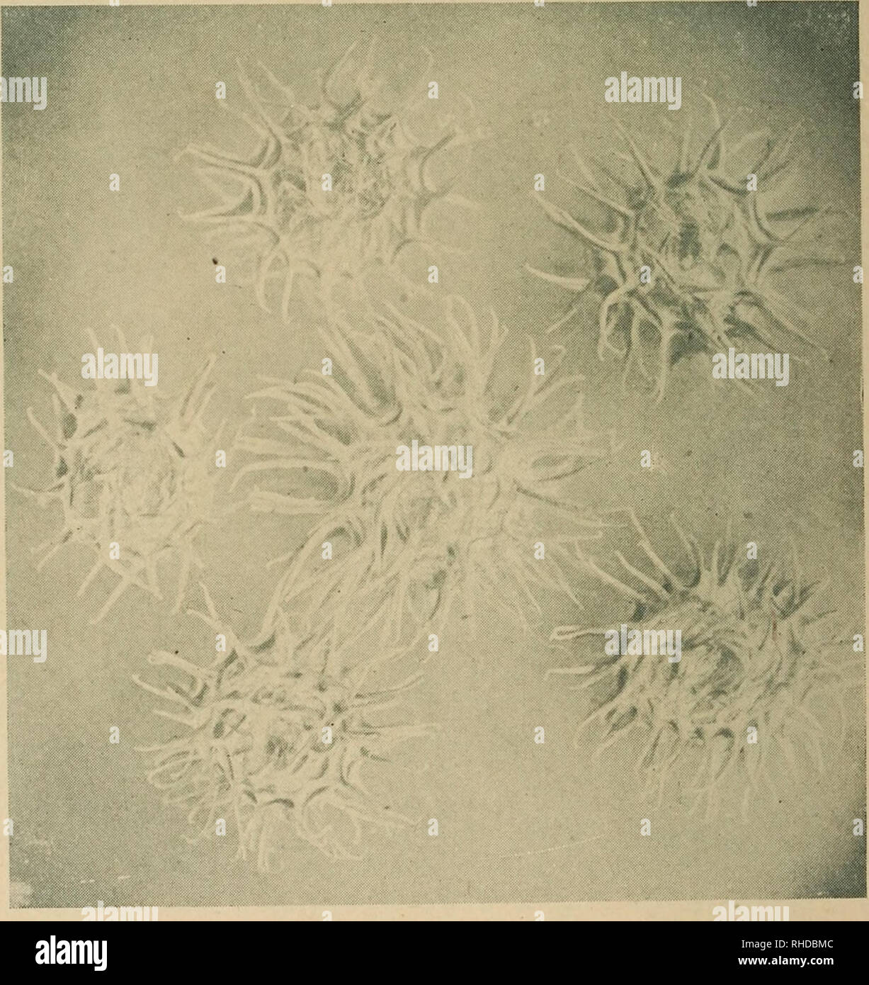 Seed pod hi hi-res stock photography and images - Alamy