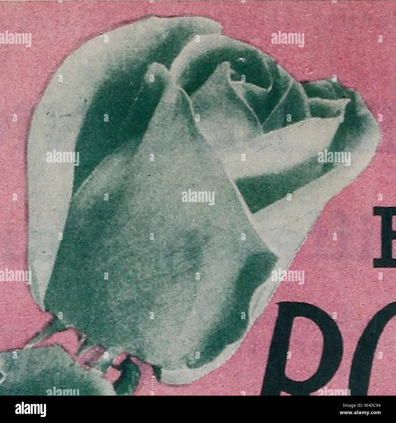 Sturdy plant stems hi-res stock photography and images - Alamy