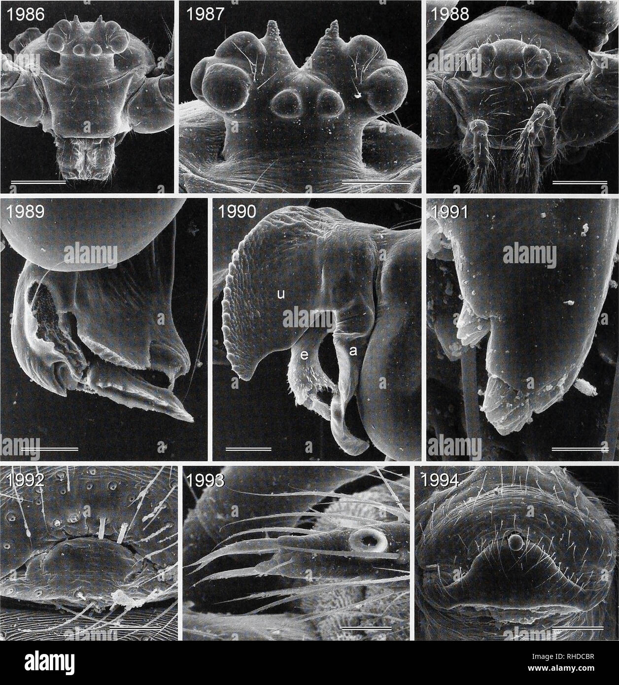 Gonopore hi-res stock photography and images - Alamy