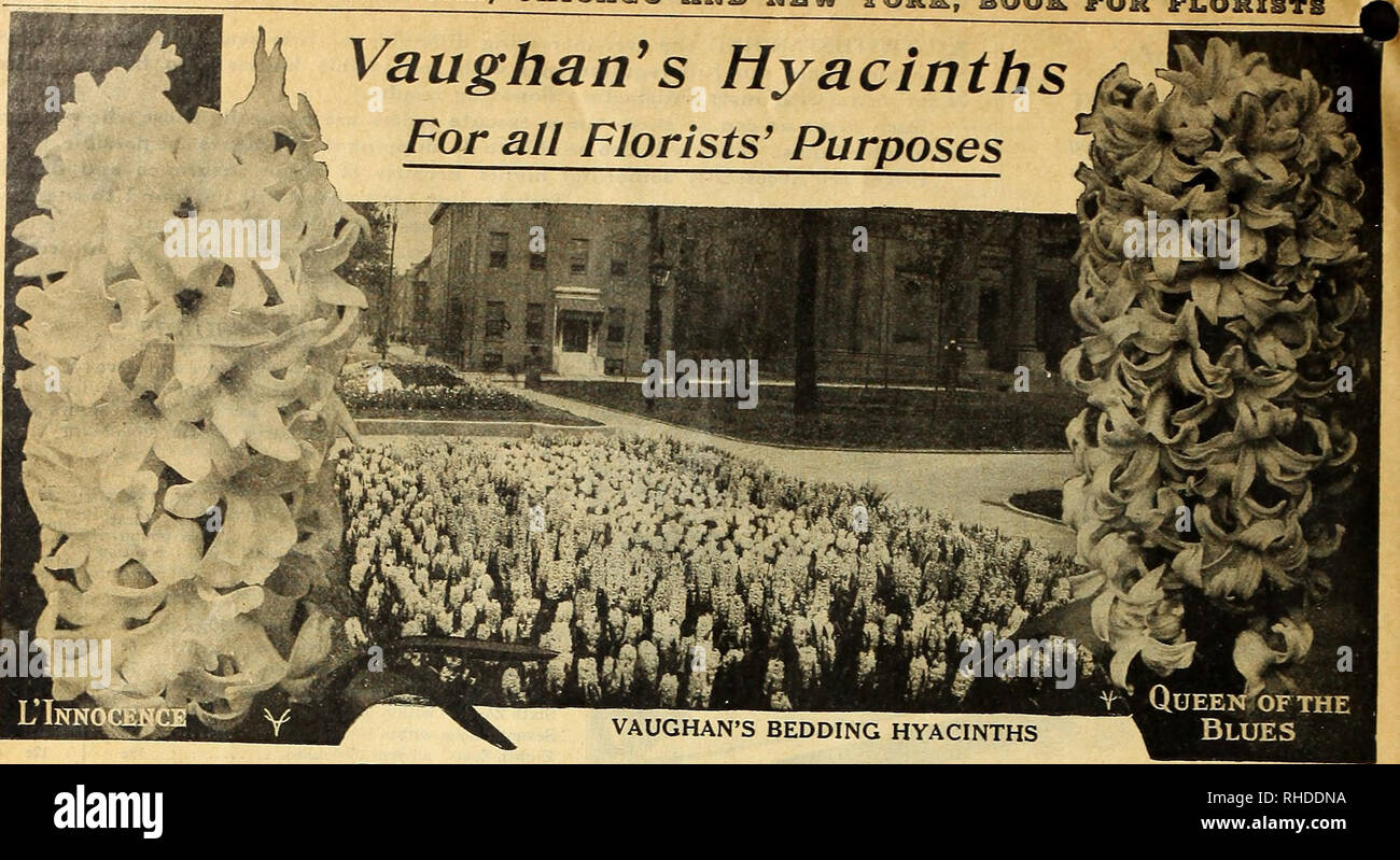 Deep cardinal red single flowers hi-res stock photography and images ...