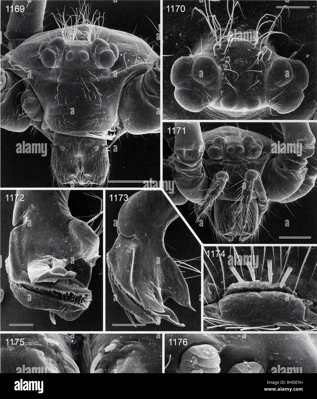 Gonopore hi-res stock photography and images - Alamy