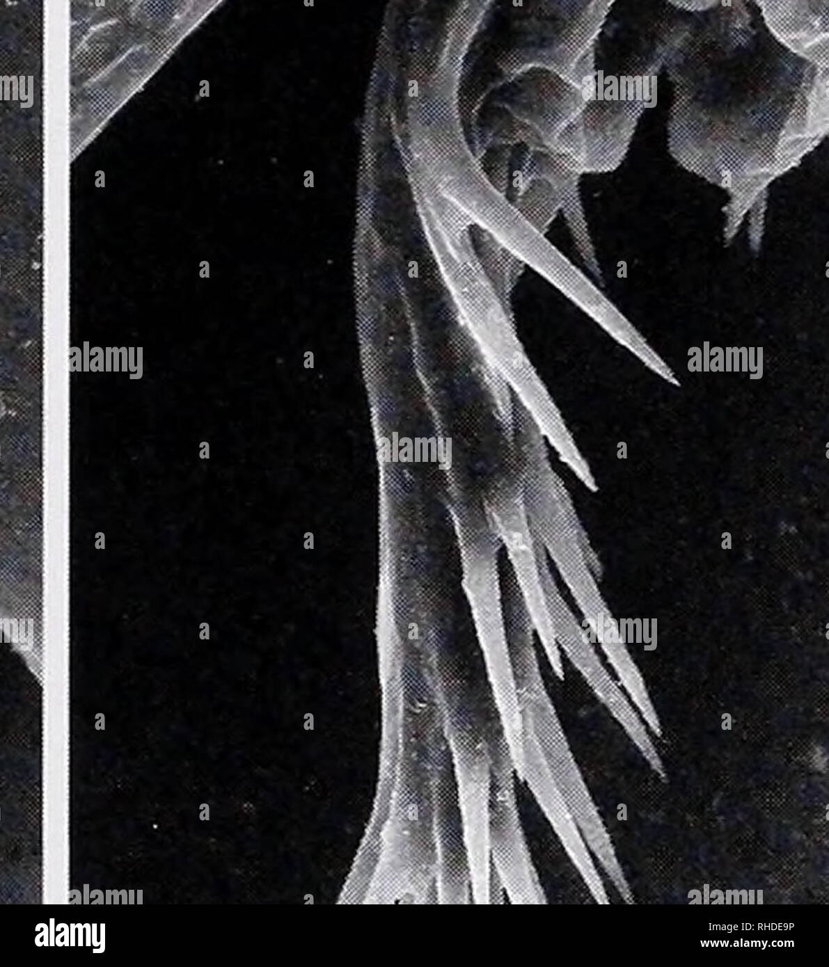 Gonopore hi-res stock photography and images - Alamy