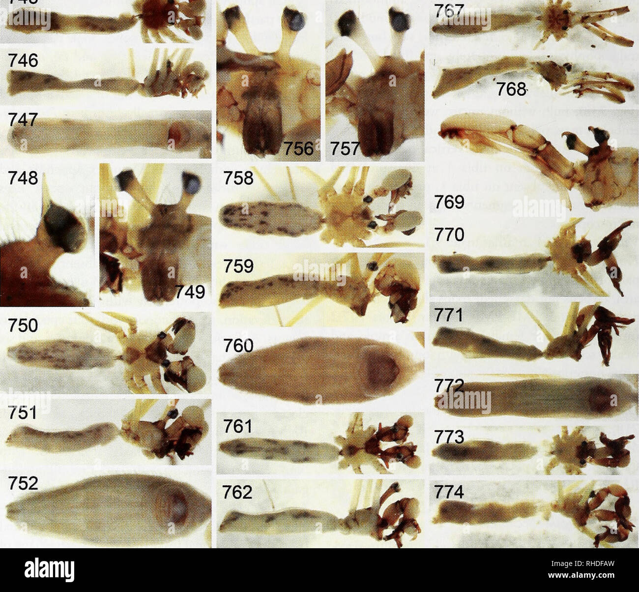 . Bonner zoologische Monographien. Zoology. FIG. 741-774. Pholcus ...