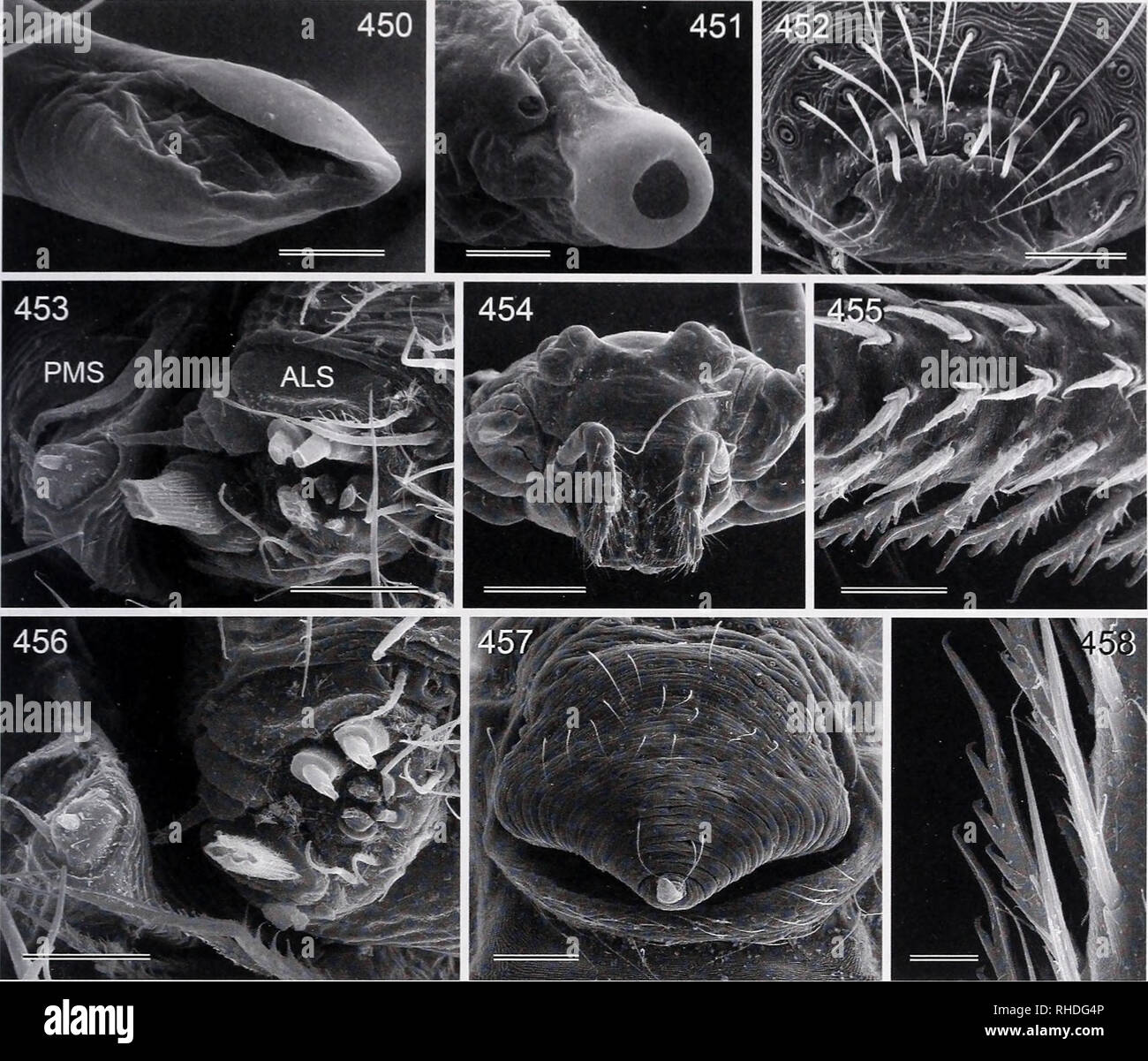 Gonopore High Resolution Stock Photography and Images - Alamy