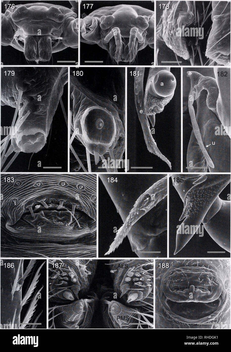 Gonopore High Resolution Stock Photography and Images - Alamy