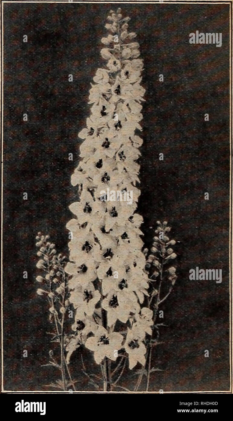 Digitalis flore albo hi-res stock photography and images - Alamy