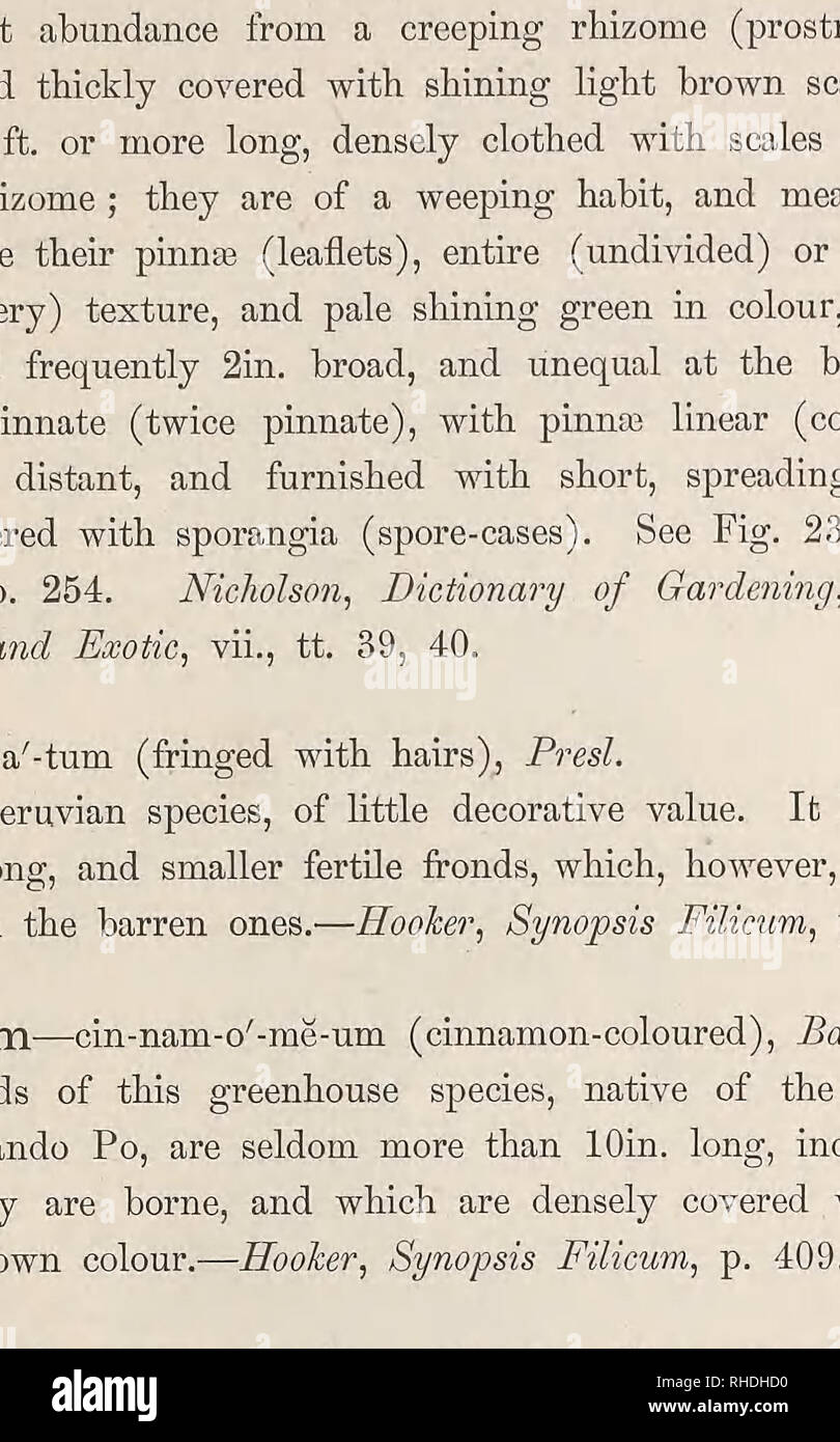 Straw tree ferns hi-res stock photography and images - Alamy