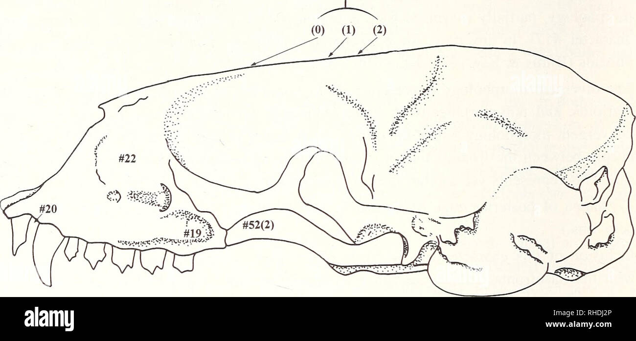 Phoca sp hi-res stock photography and images - Alamy