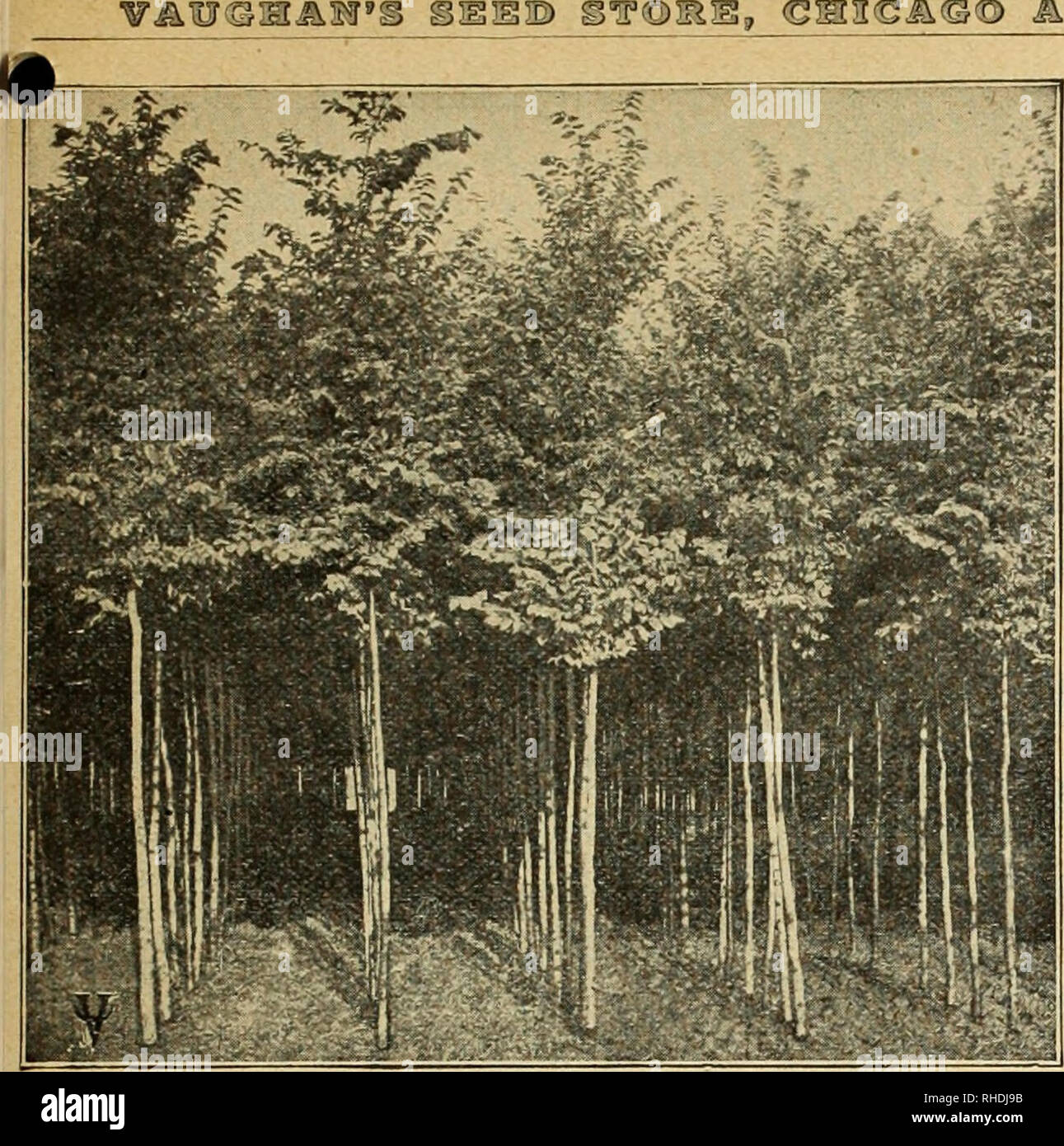 Japanese poplar tree hi-res stock photography and images - Alamy