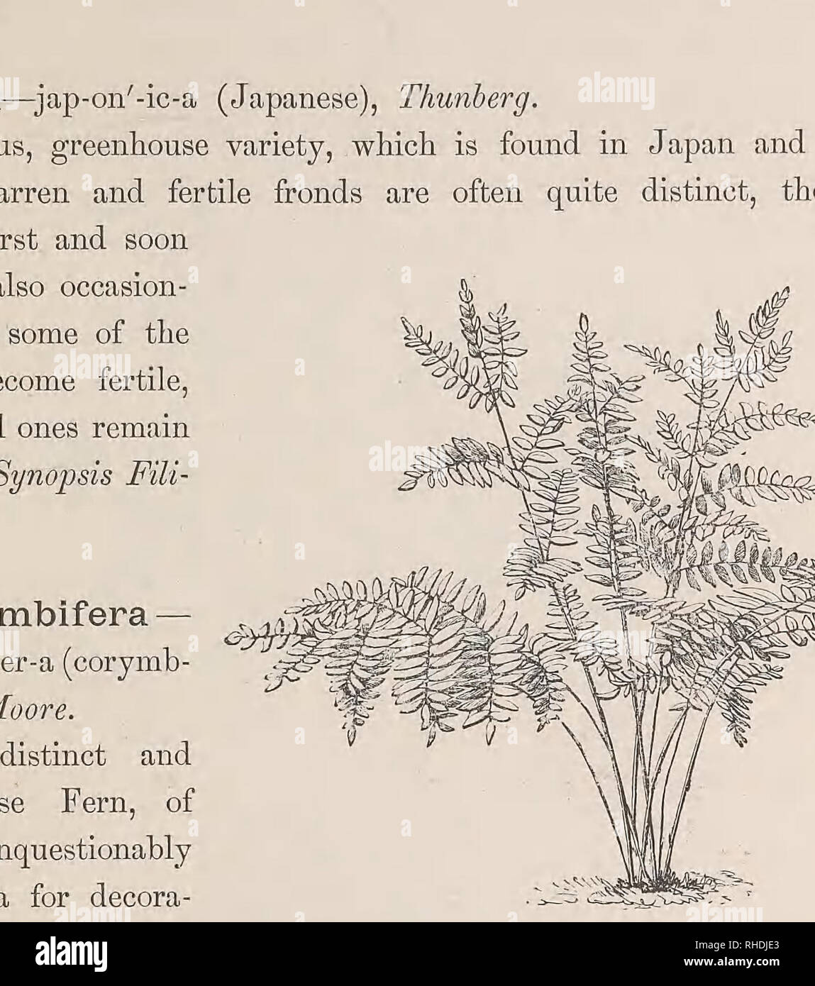 . The book of choice ferns for the garden, conservatory. and stove ...