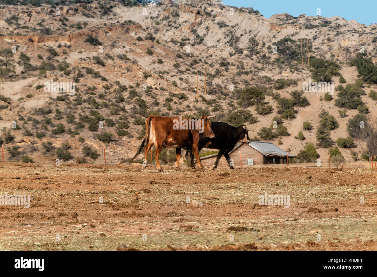 Cattle on farm in southwest USA Stock Photo - Alamy