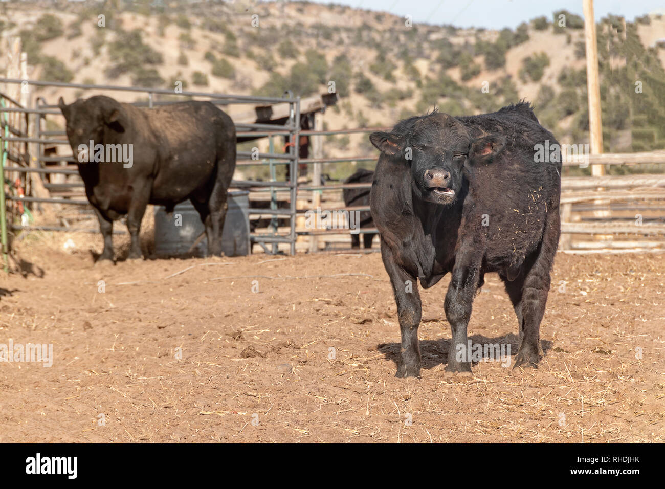 Cattle on farm in southwest USA Stock Photo - Alamy