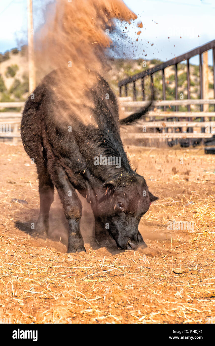 Black Angus bull kicking up dust Stock Photo - Alamy