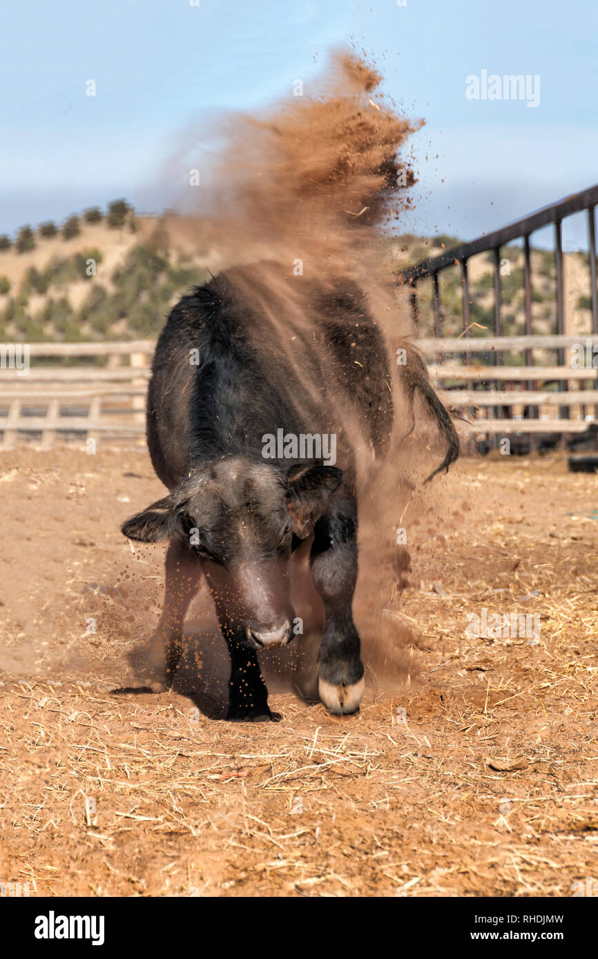 Angry bull paws up dust in a threat display Stock Photo - Alamy