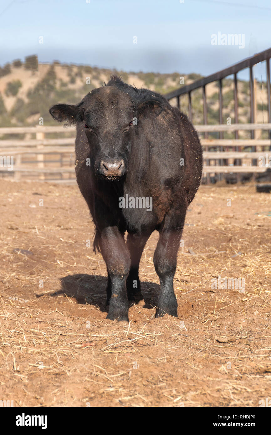 Black Angus bull facing forward Stock Photo - Alamy