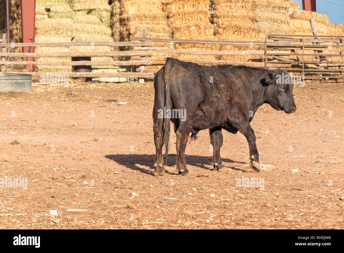 Black Angus bull Stock Photo - Alamy
