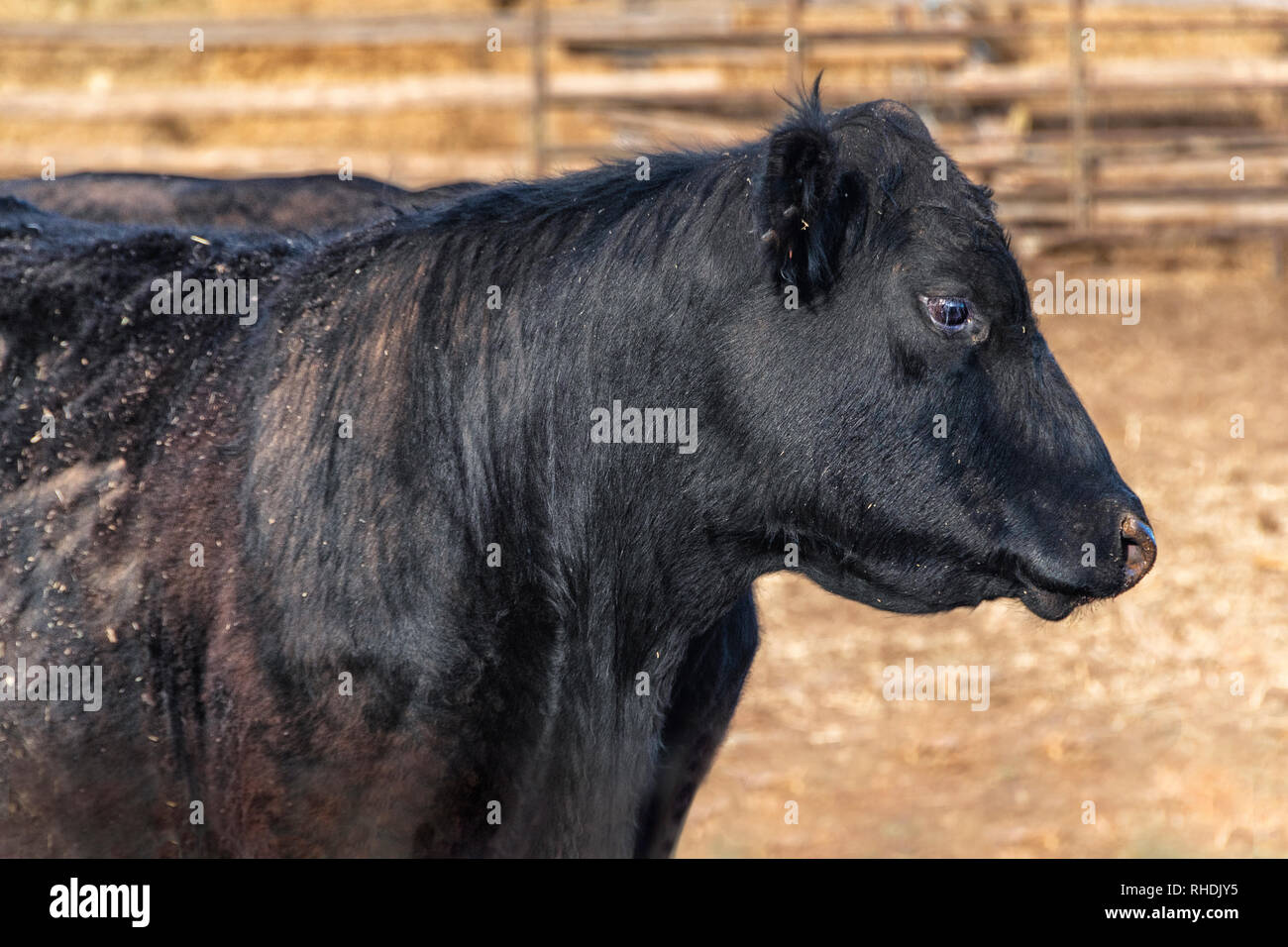 Black Angus bull close up Stock Photo - Alamy
