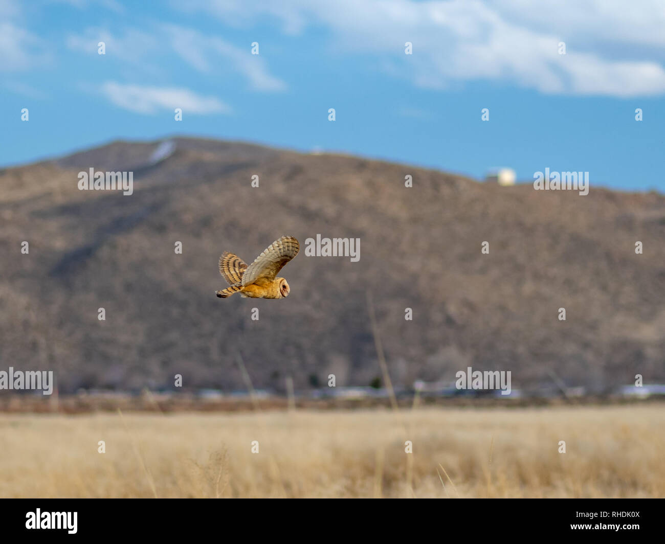 Barn owl (Tyto alba) in flight in the Nevada desert Stock Photo - Alamy