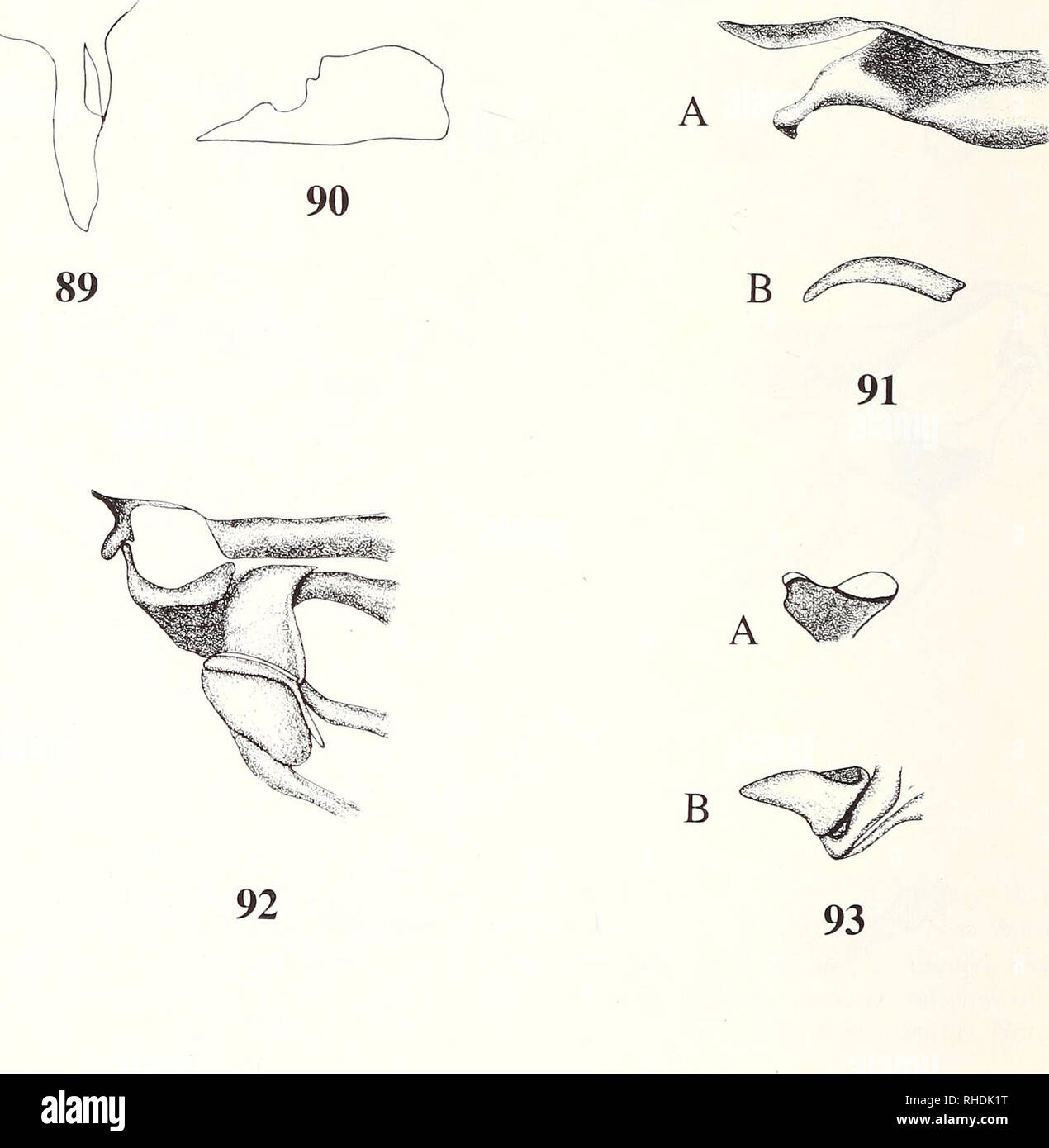 . Bonner zoologische Monographien. Zoology. Figs.87-93: Hind wing ...