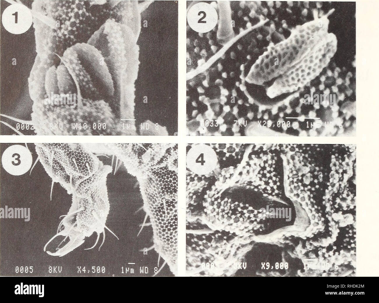 Sensillae hi-res stock photography and images - Alamy