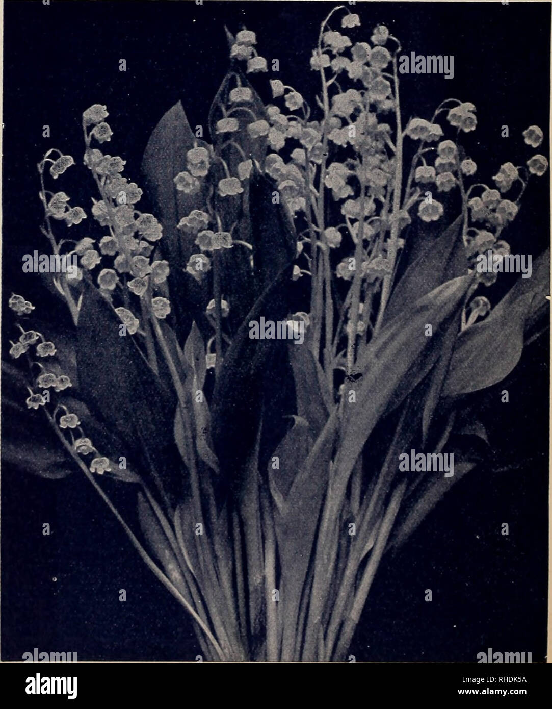 Drooping bell shape flowers hi-res stock photography and images - Alamy