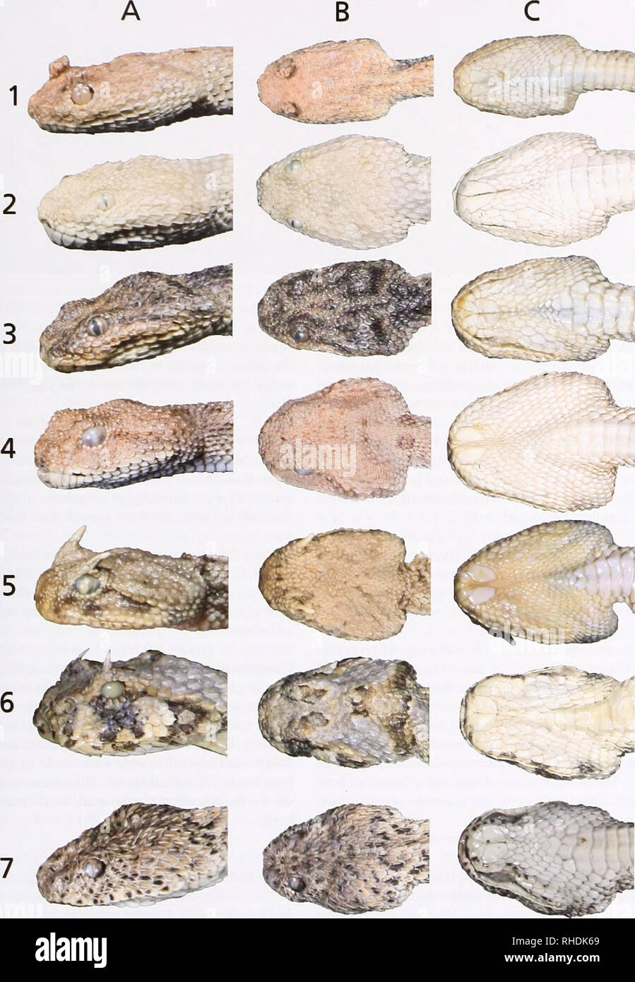 Cerastes boehmei hi-res stock photography and images - Alamy