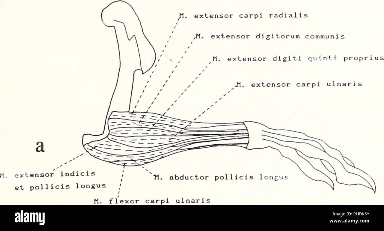 . Bonner zoologische Beiträge : Herausgeber: Zoologisches ...