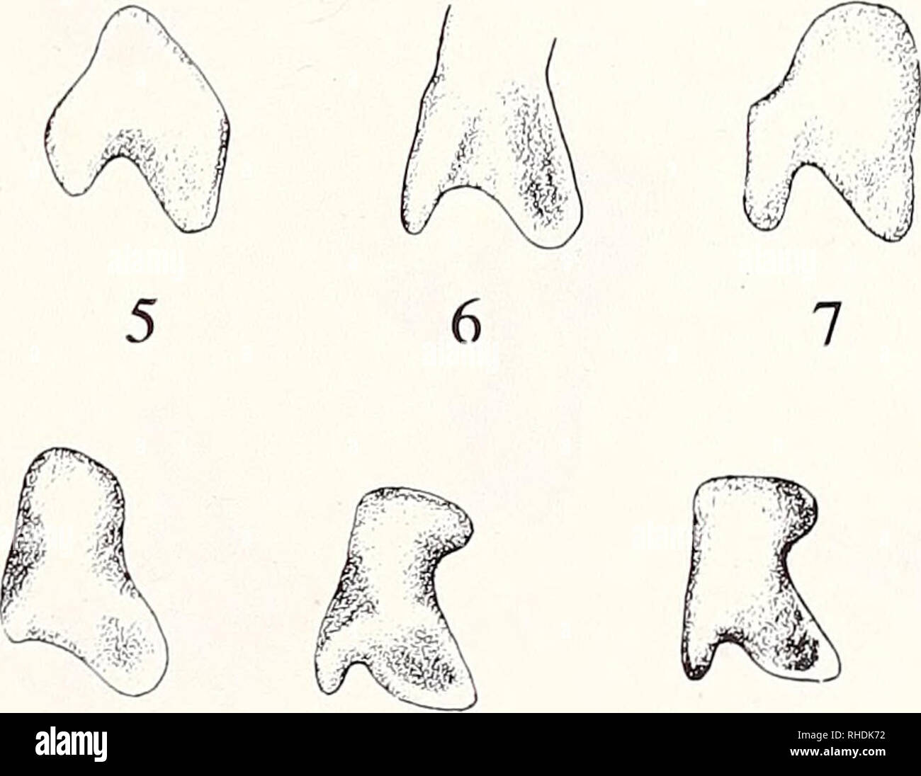 . Bonner zoologische Monographien. Zoology. 38 B 13. 10 11 12 Fig.38 ...