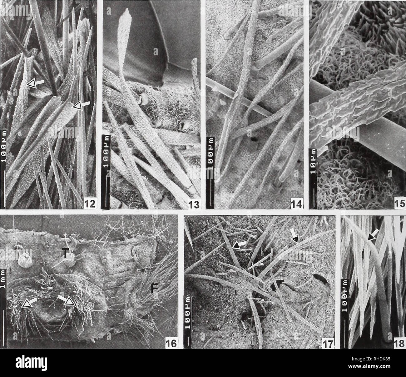 Urticating scales hi-res stock photography and images - Alamy